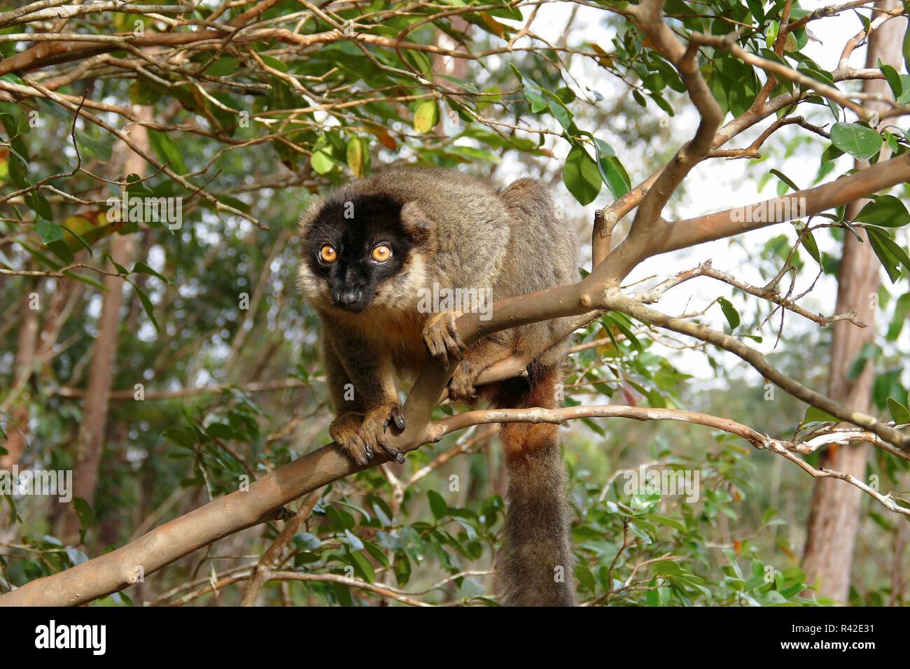 Maki affe hi-res stock photography and images - Alamy