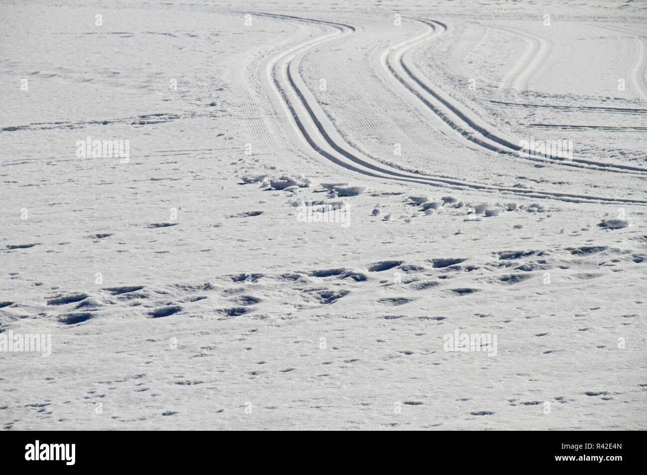 tracks in the snow Stock Photo - Alamy