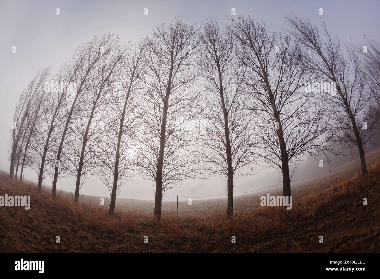 Trees Line Mist Curved Stock Photo - Alamy