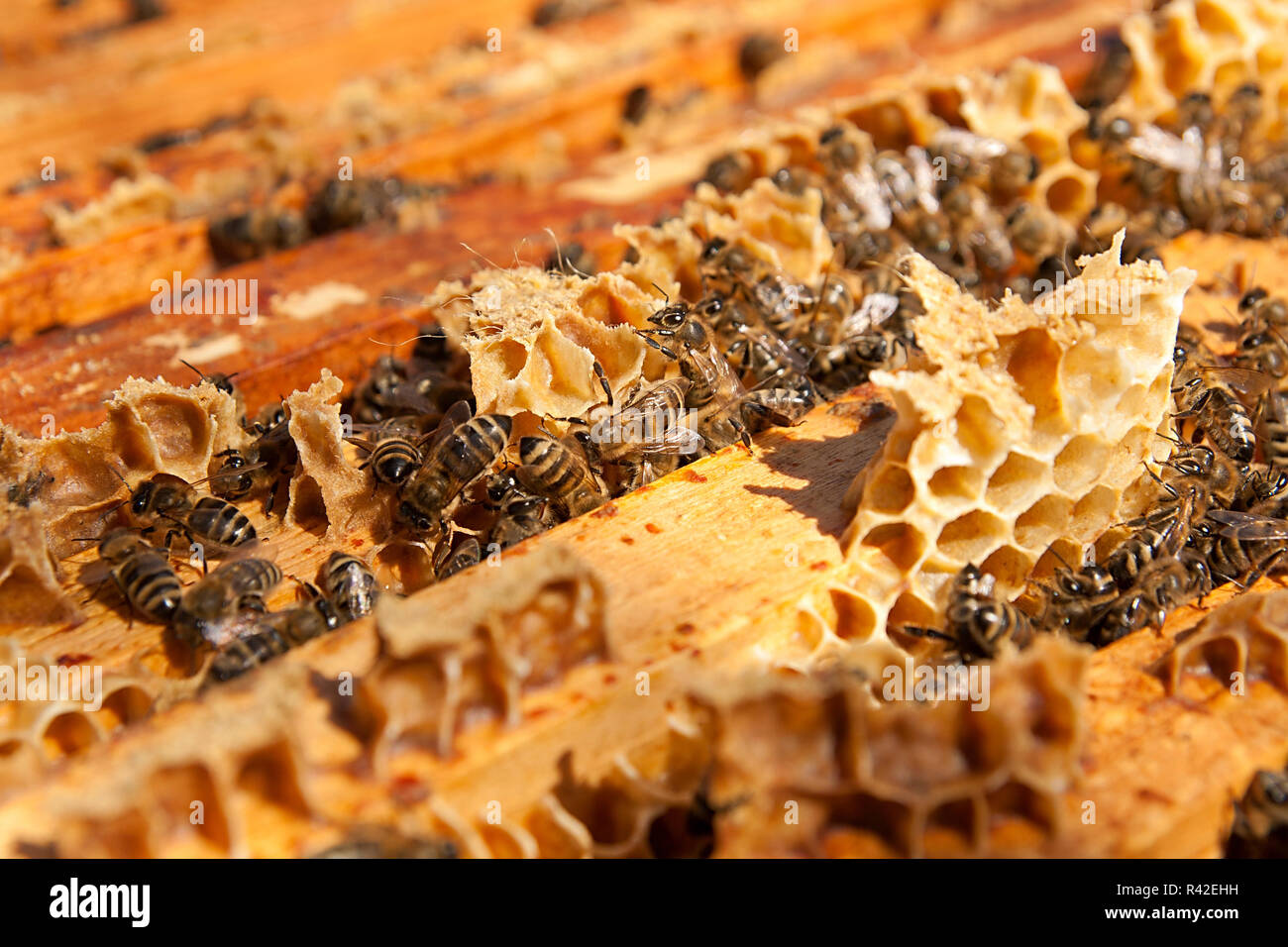 Water dish for bees hi-res stock photography and images - Alamy