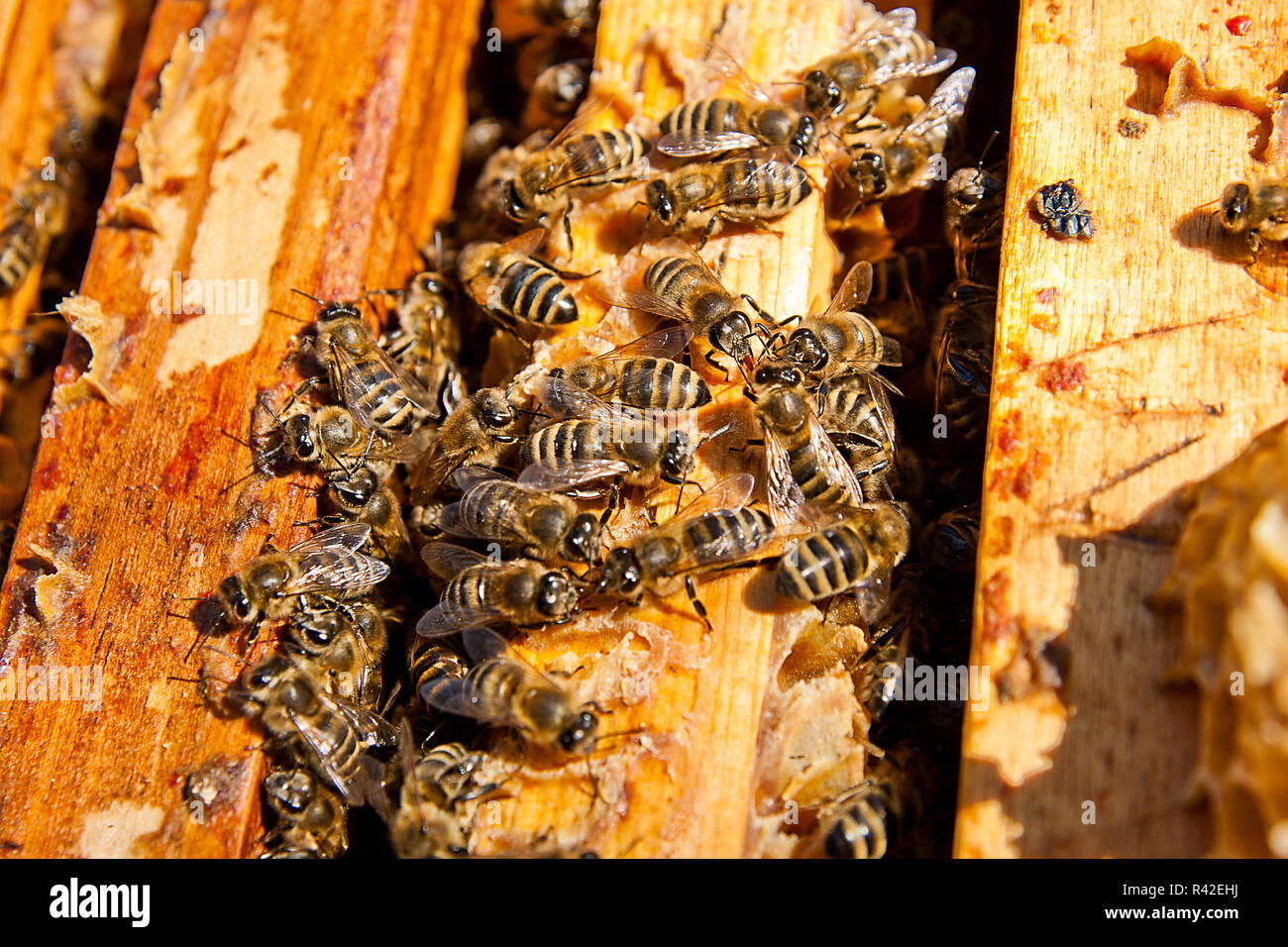 Busy bees, close up view of the working bees on honeycomb Stock Photo ...