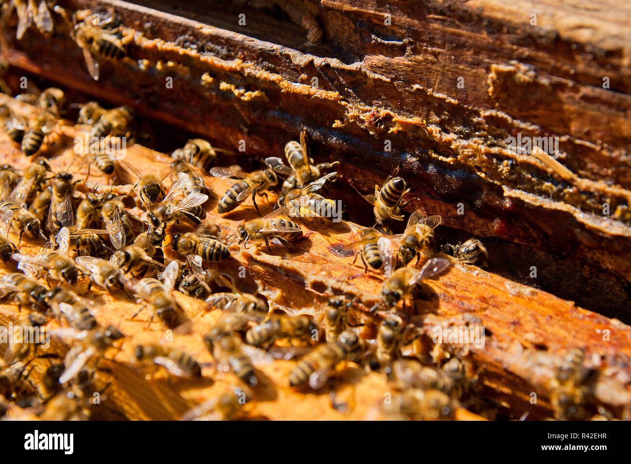 Busy bees, close up view of the working bees on honeycomb Stock Photo ...