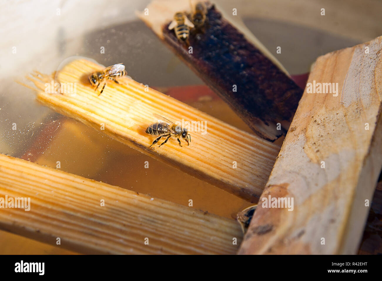 Bee drinking dish hi-res stock photography and images - Alamy