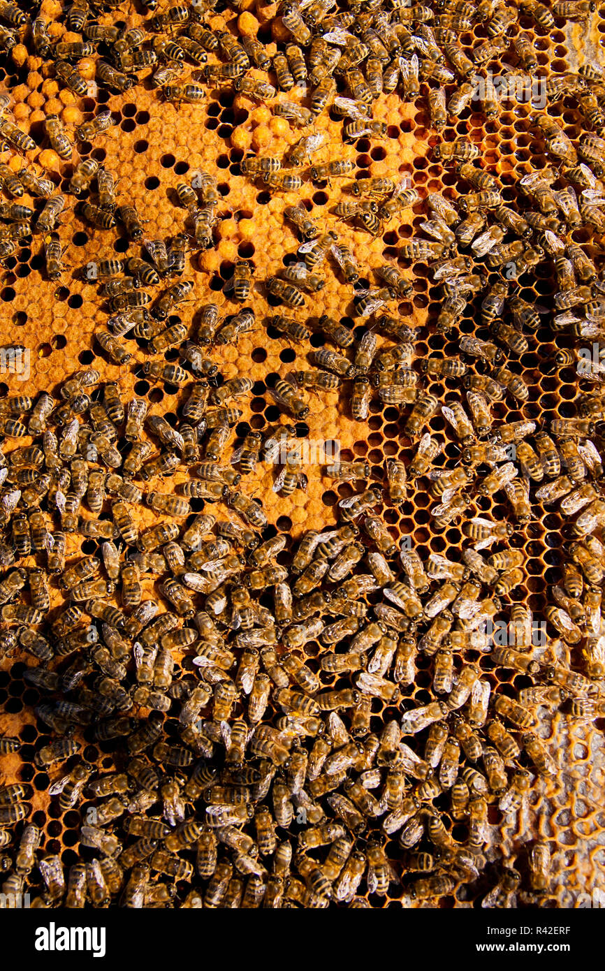 Busy bees, close up view of the working bees on honeycomb Stock Photo ...