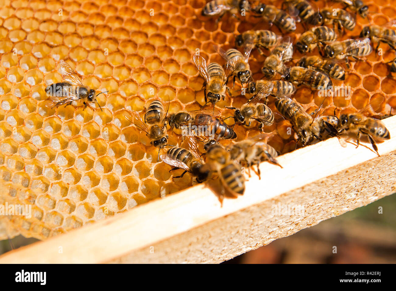 Bees inside a beehive with the queen bee in the middle Stock Photo - Alamy