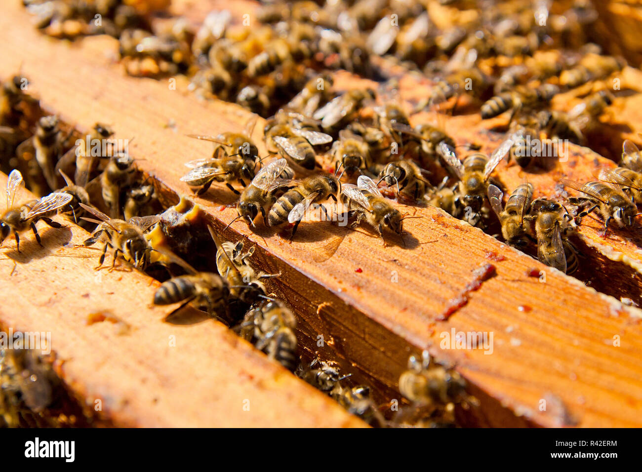 Busy bees, close up view of the working bees on honeycomb Stock Photo ...