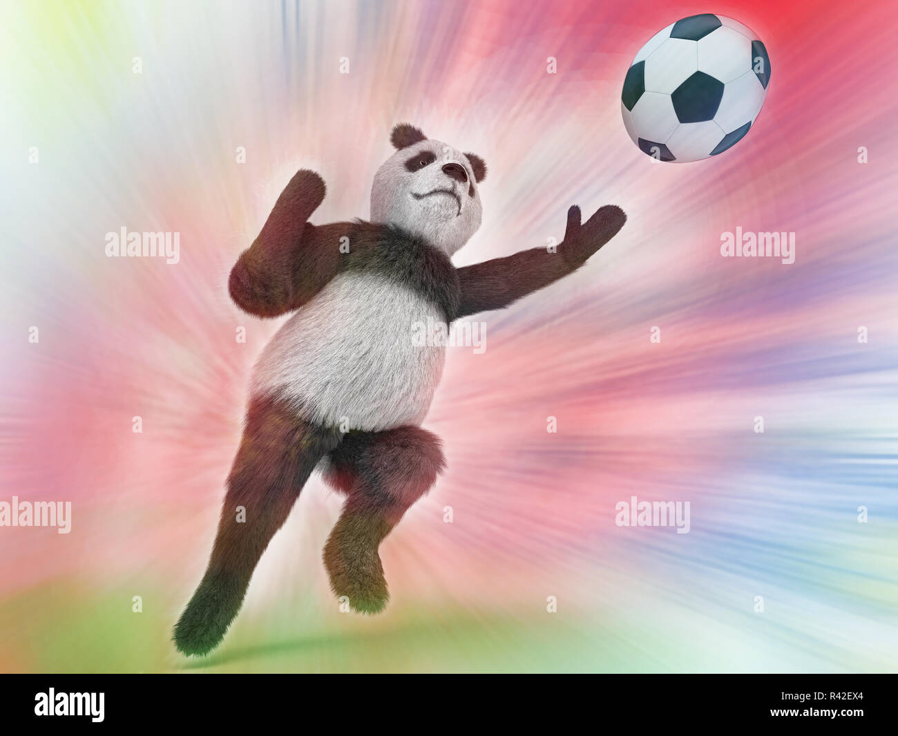 wild panda goalie in the rapid jump trying to catch a soccer ball on a ...
