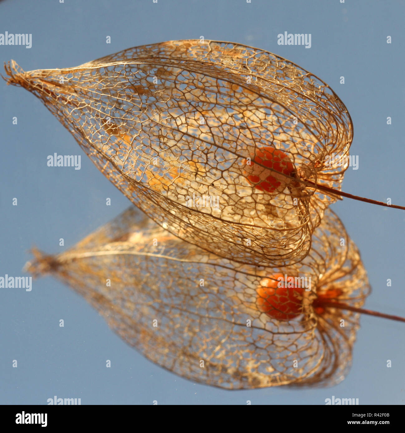 lampion flower physalis alkekengi Stock Photo - Alamy