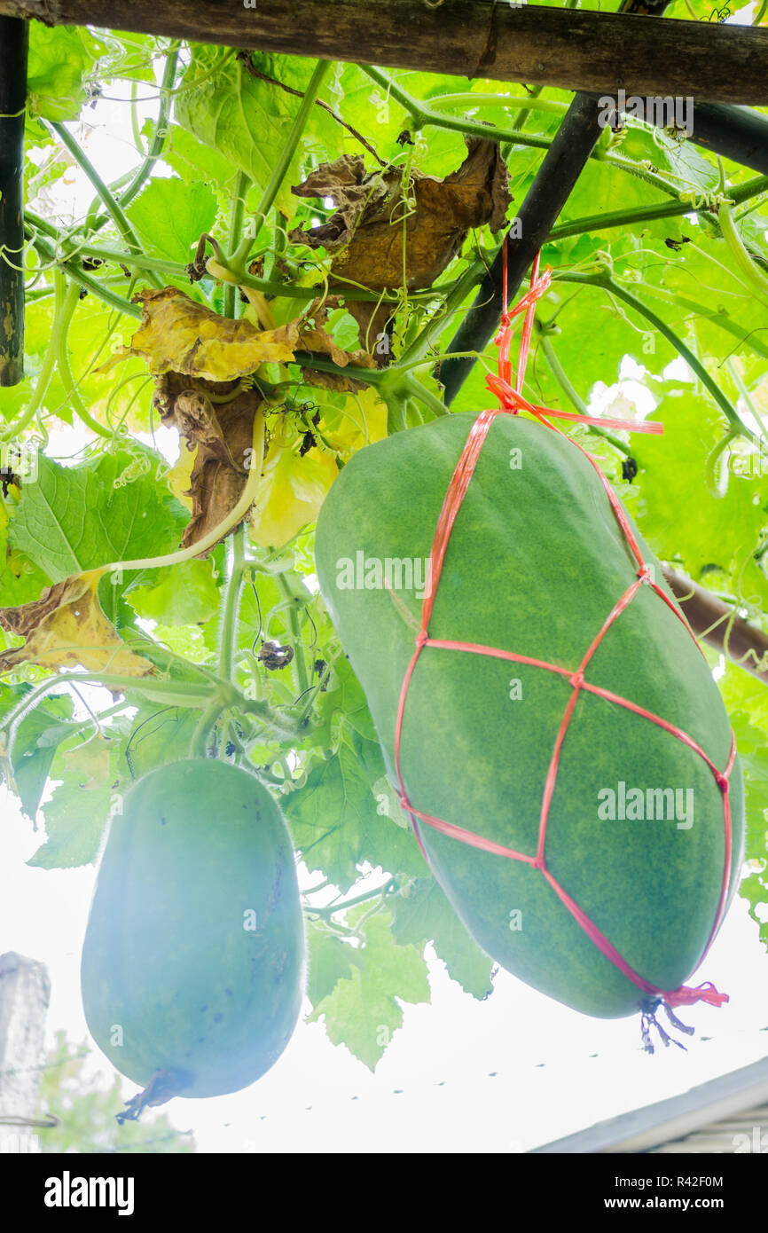 Tree melon aliment hi-res stock photography and images - Alamy