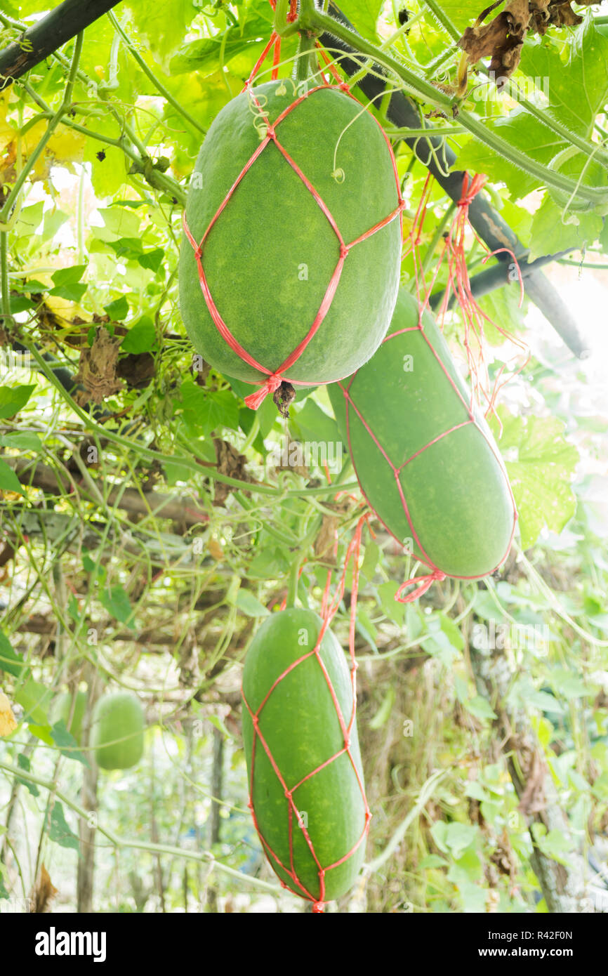 Tree melon aliment hi-res stock photography and images - Alamy
