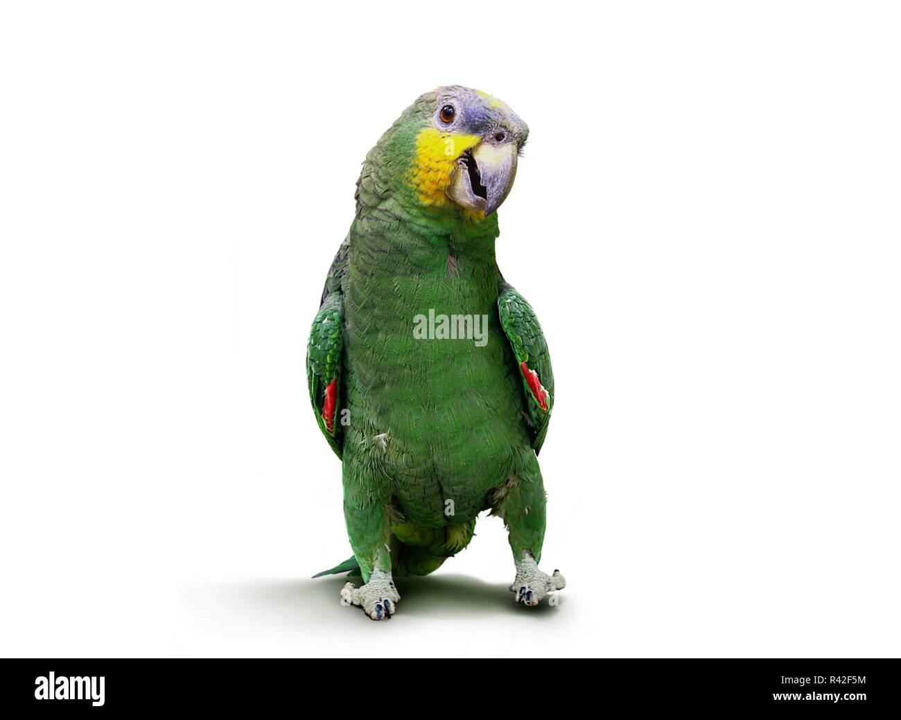 Parrot walking and dancing over white Stock Photo - Alamy