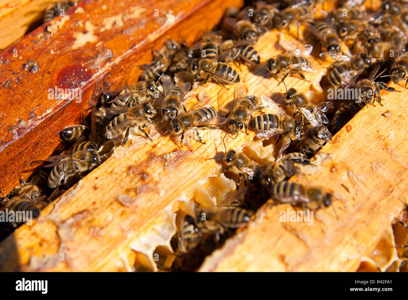 Close up view of the bees swarming on a honeycomb Stock Photo - Alamy