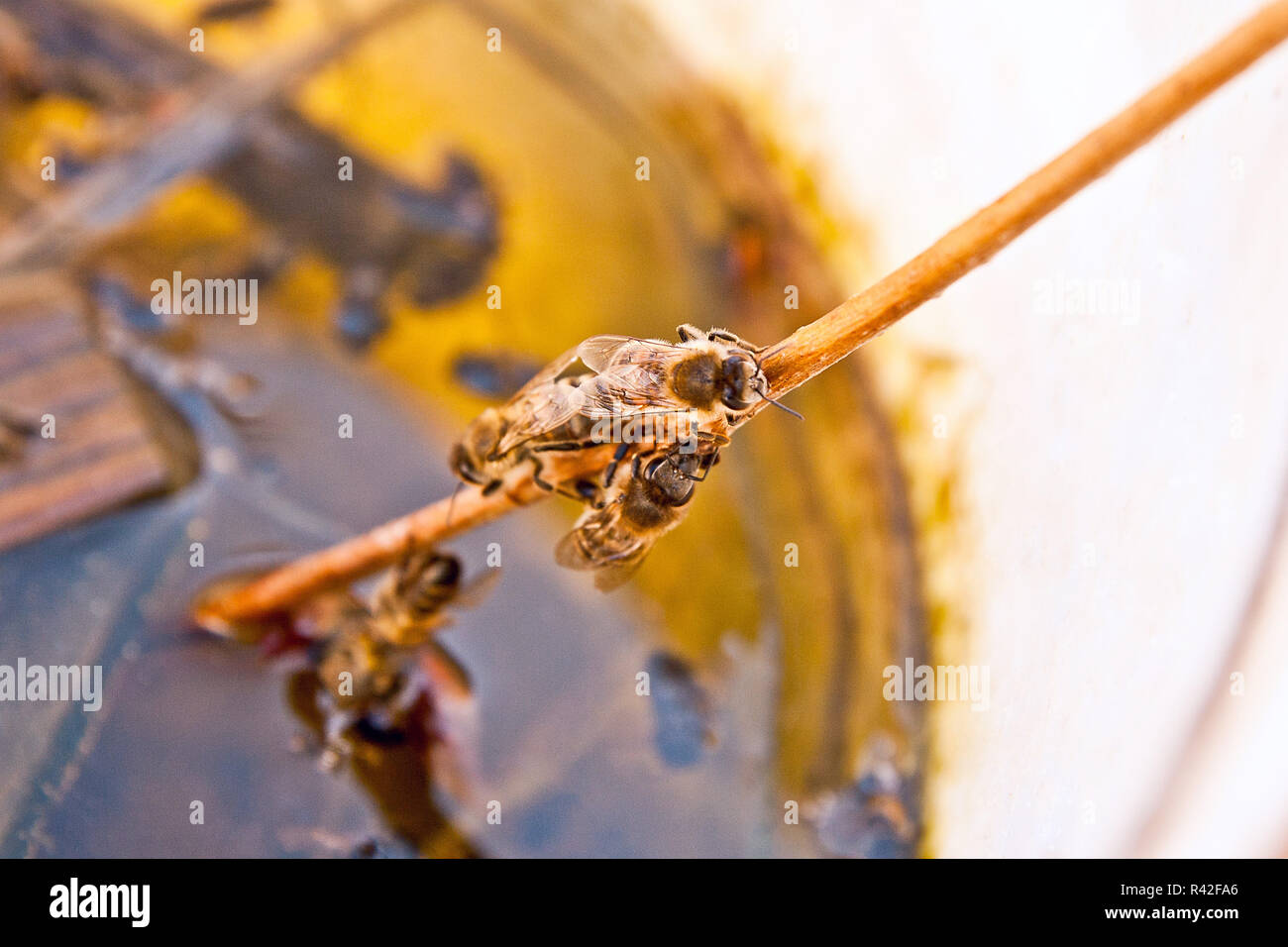Bees drinking water in the summer Stock Photo - Alamy