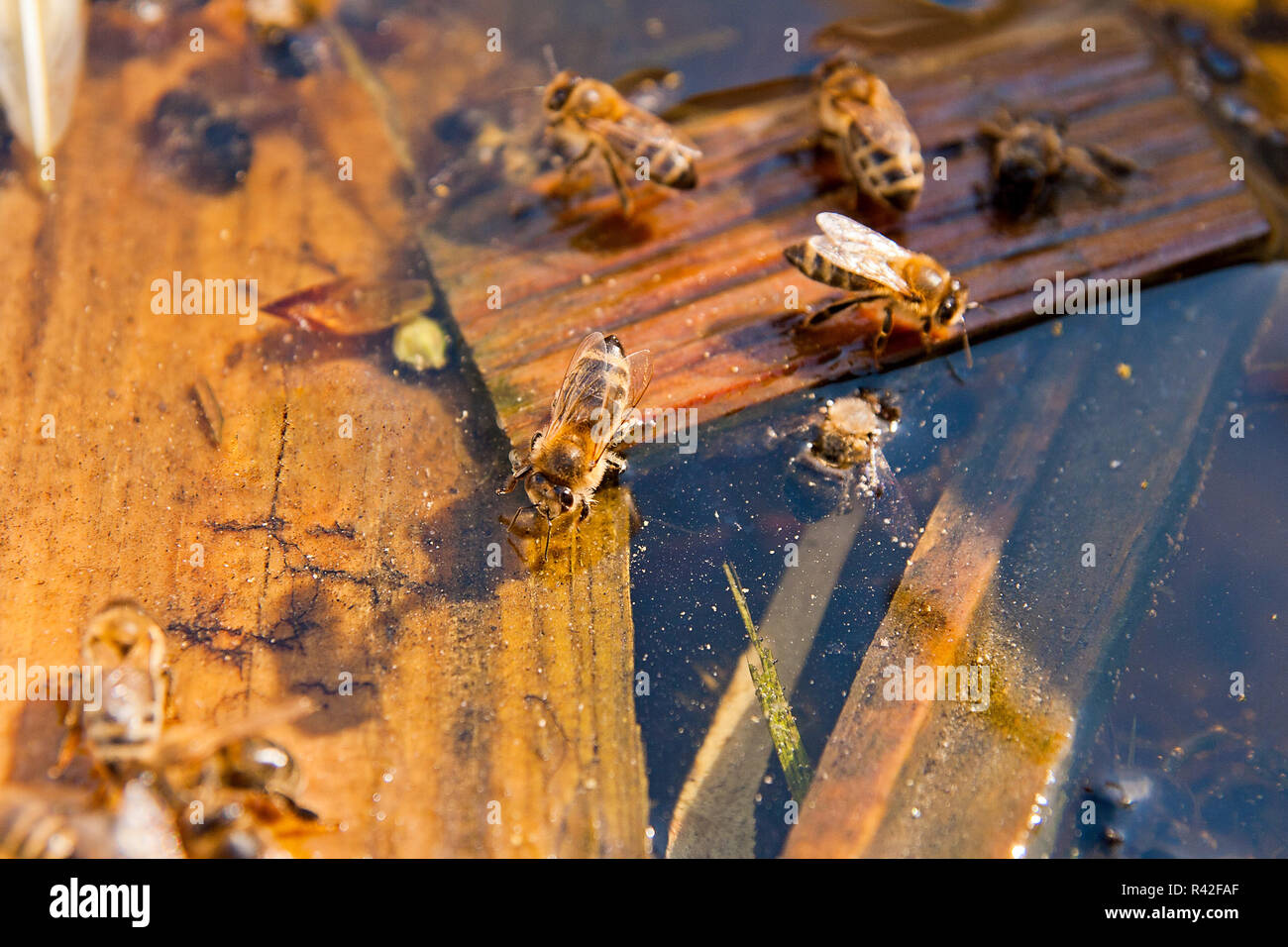 Bees drinking water in the summer Stock Photo - Alamy