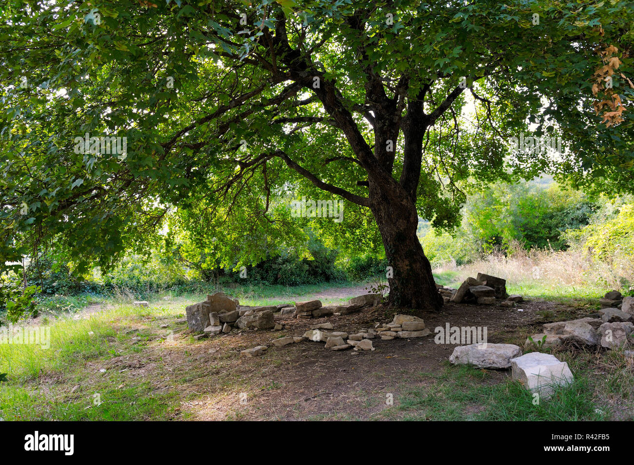 roost under flaring tree Stock Photo - Alamy