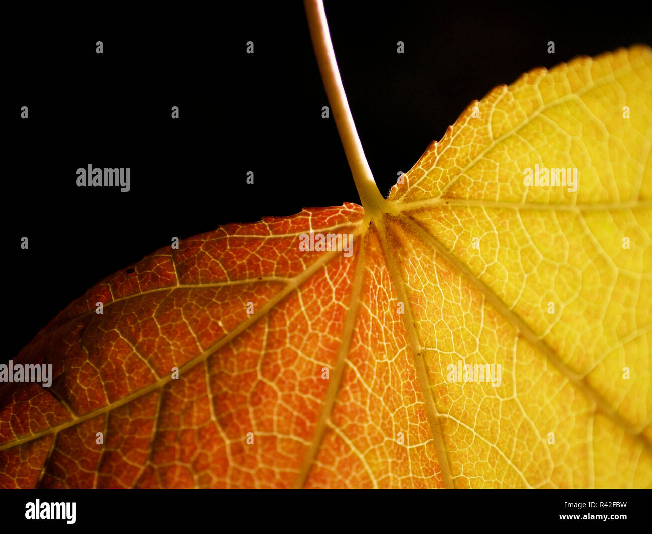 Australian autumn leaves hi-res stock photography and images - Alamy