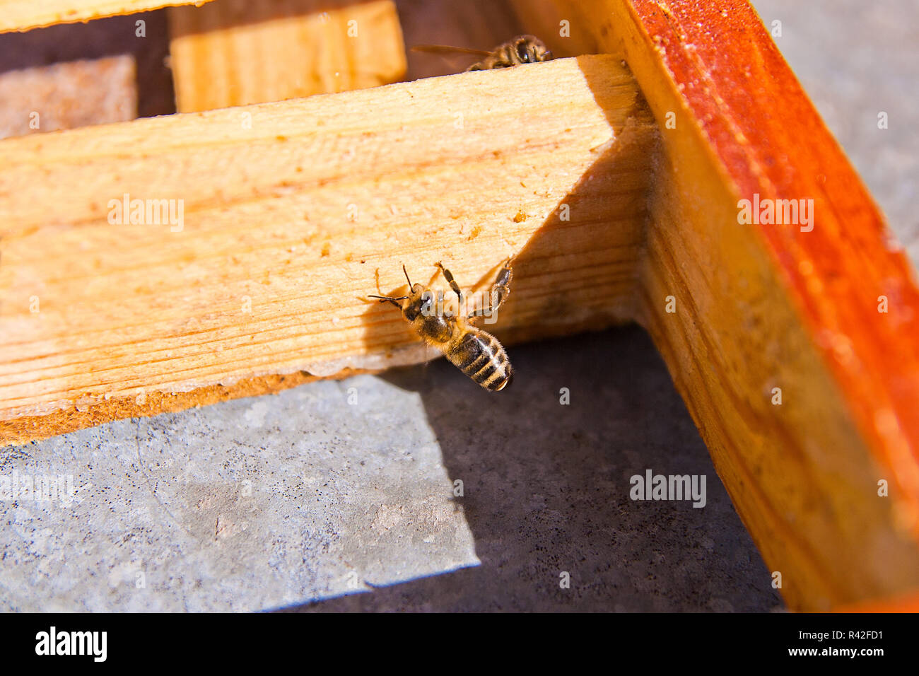 One bee on the beehive Stock Photo - Alamy