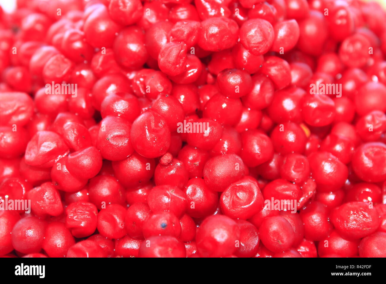 harvest of red schizandra Stock Photo - Alamy