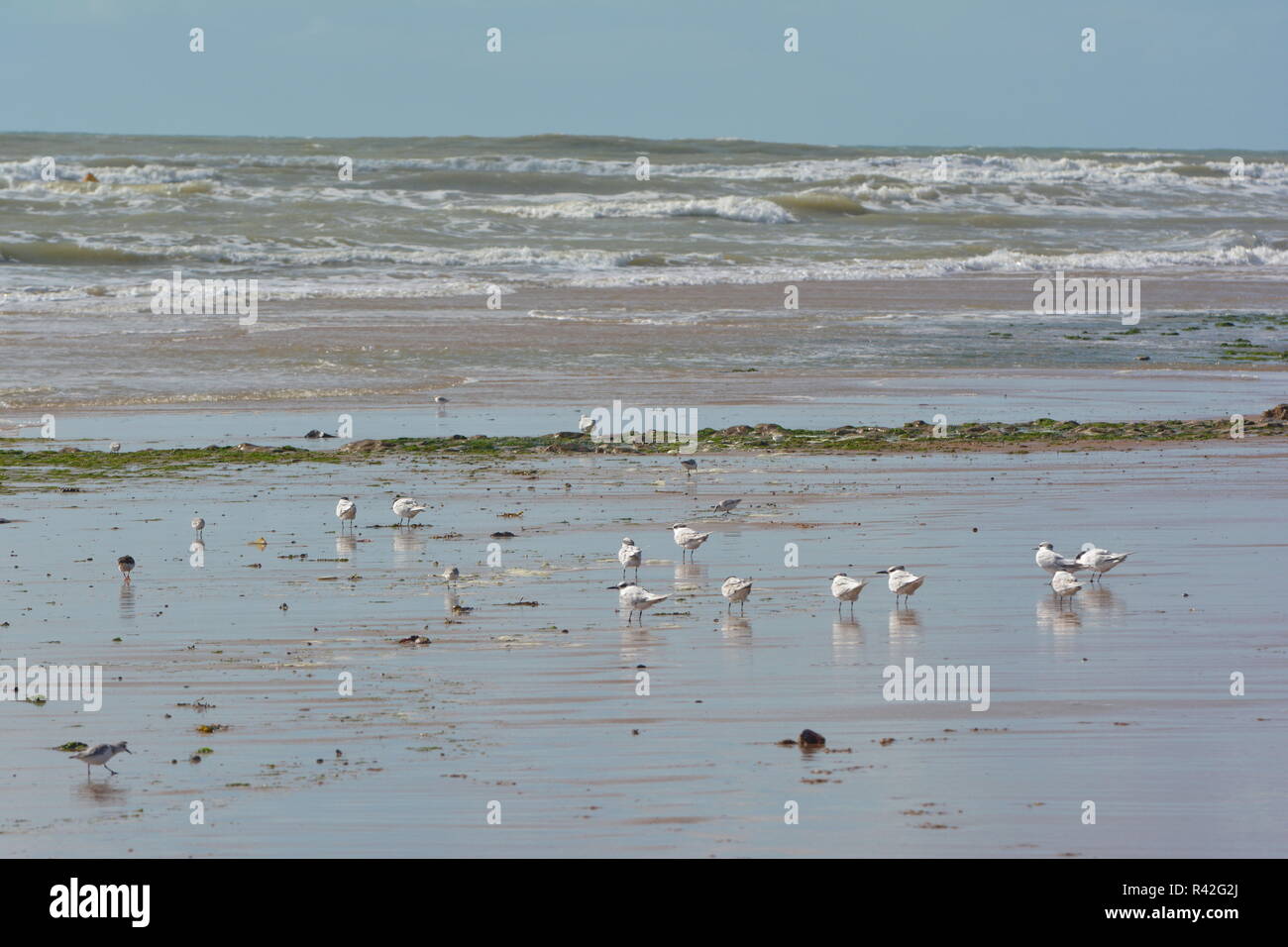 birds on the beach Stock Photo - Alamy