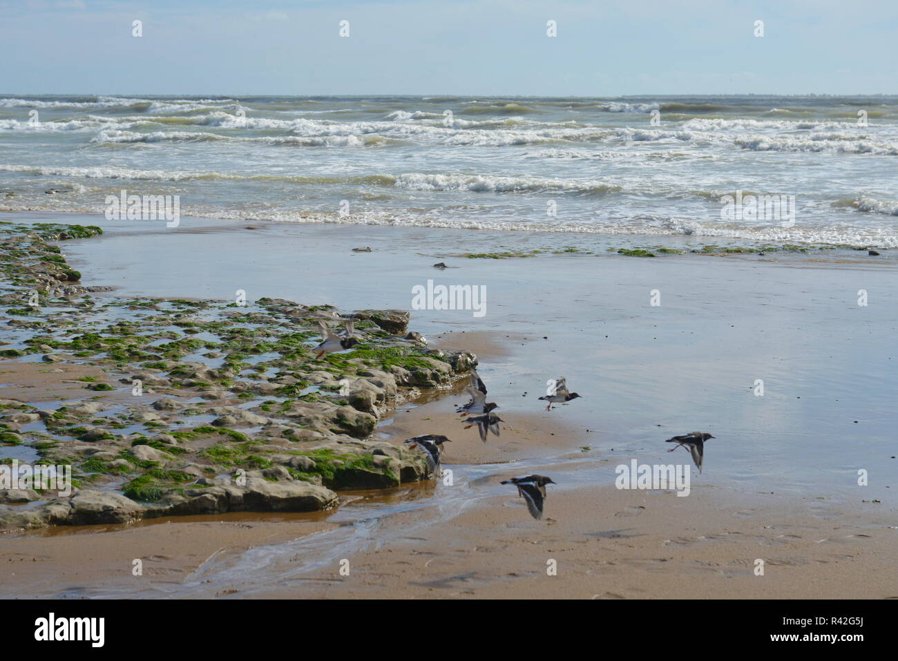 birds on the beach Stock Photo - Alamy