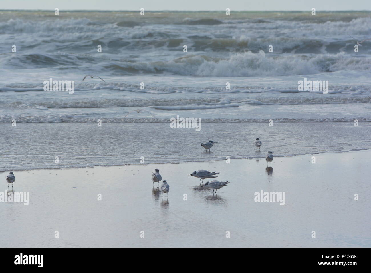 birds on the beach Stock Photo - Alamy