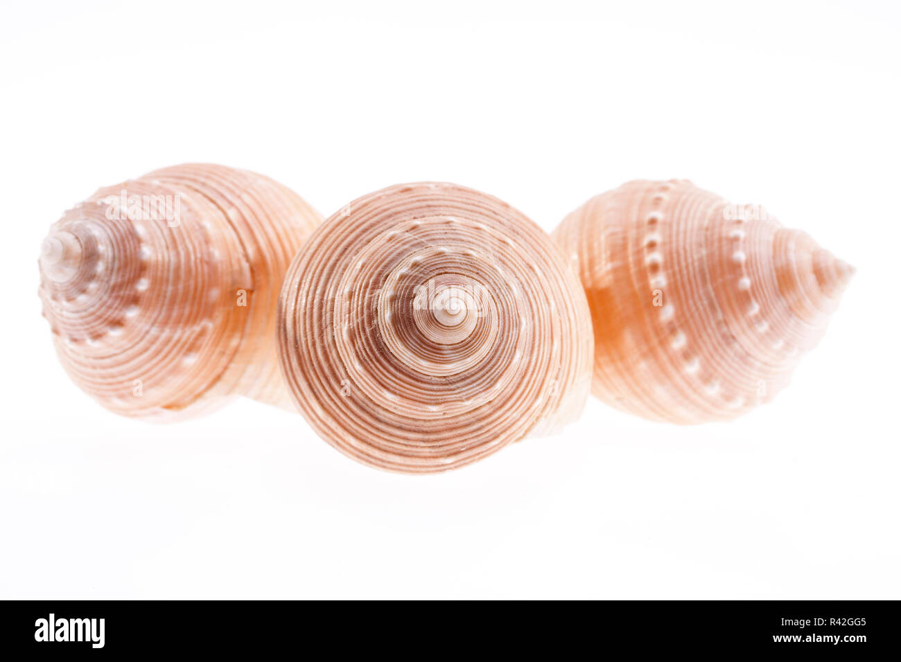 some seashells isolated on white background Stock Photo - Alamy