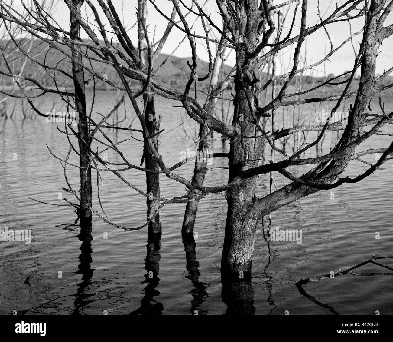Trees submerged in the waters of Googng Dam Stock Photo - Alamy