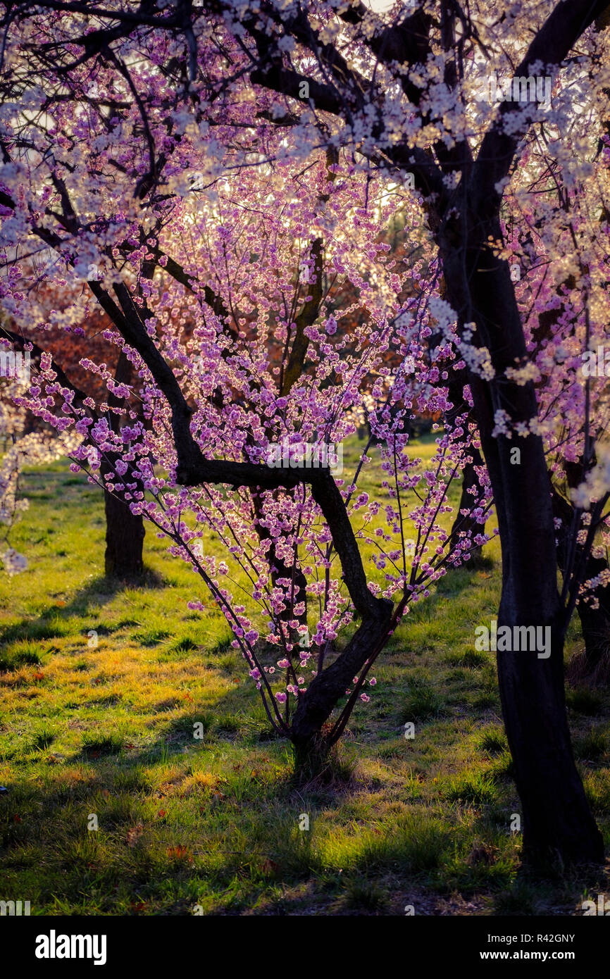 Canberra grass hi-res stock photography and images - Alamy