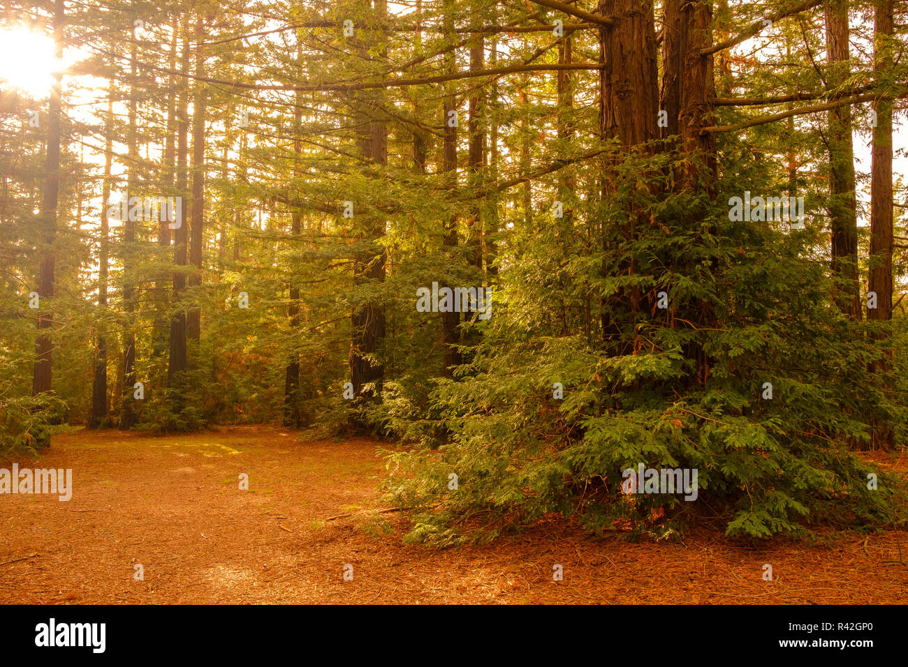 Ecosystem forest redwood grove hi-res stock photography and images - Alamy