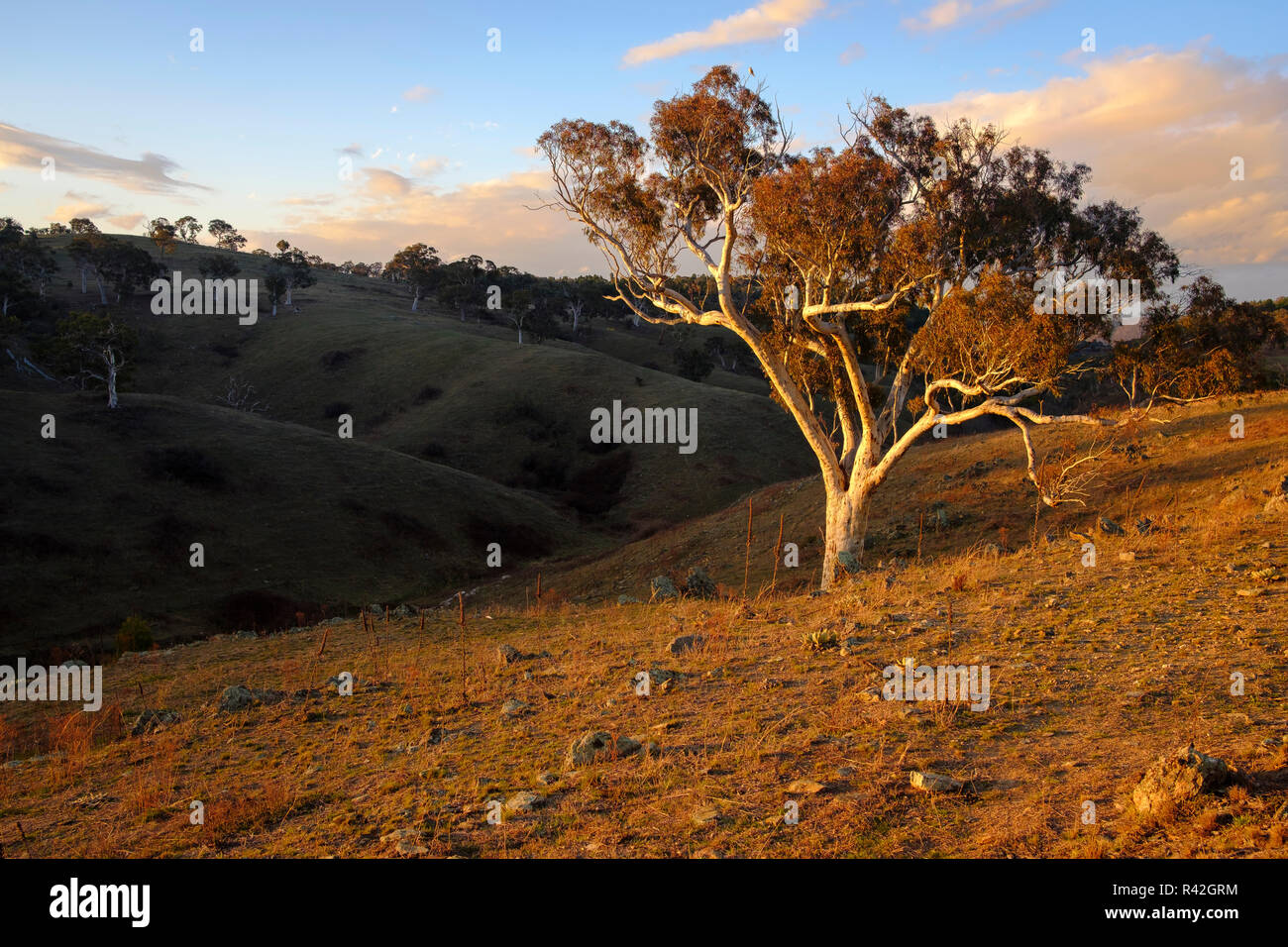 Tree over valley hi-res stock photography and images - Alamy