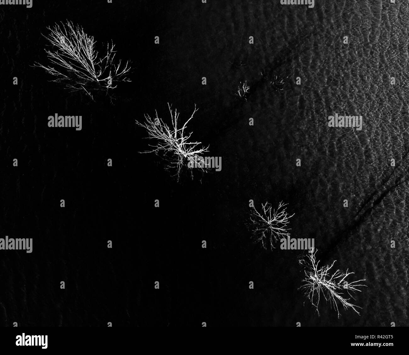 An aerial of trees submerged in the water of Googong Dam, NSW Stock ...