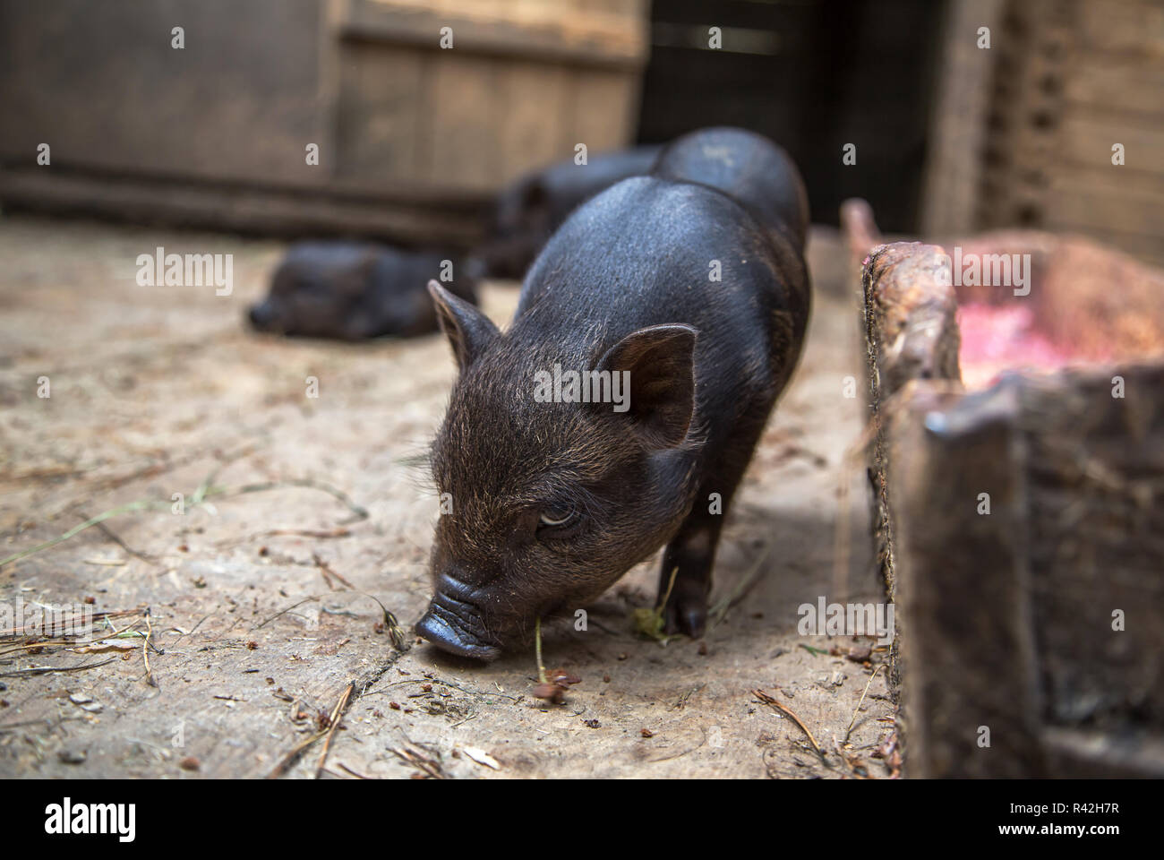 small pigs in the farm Stock Photo - Alamy