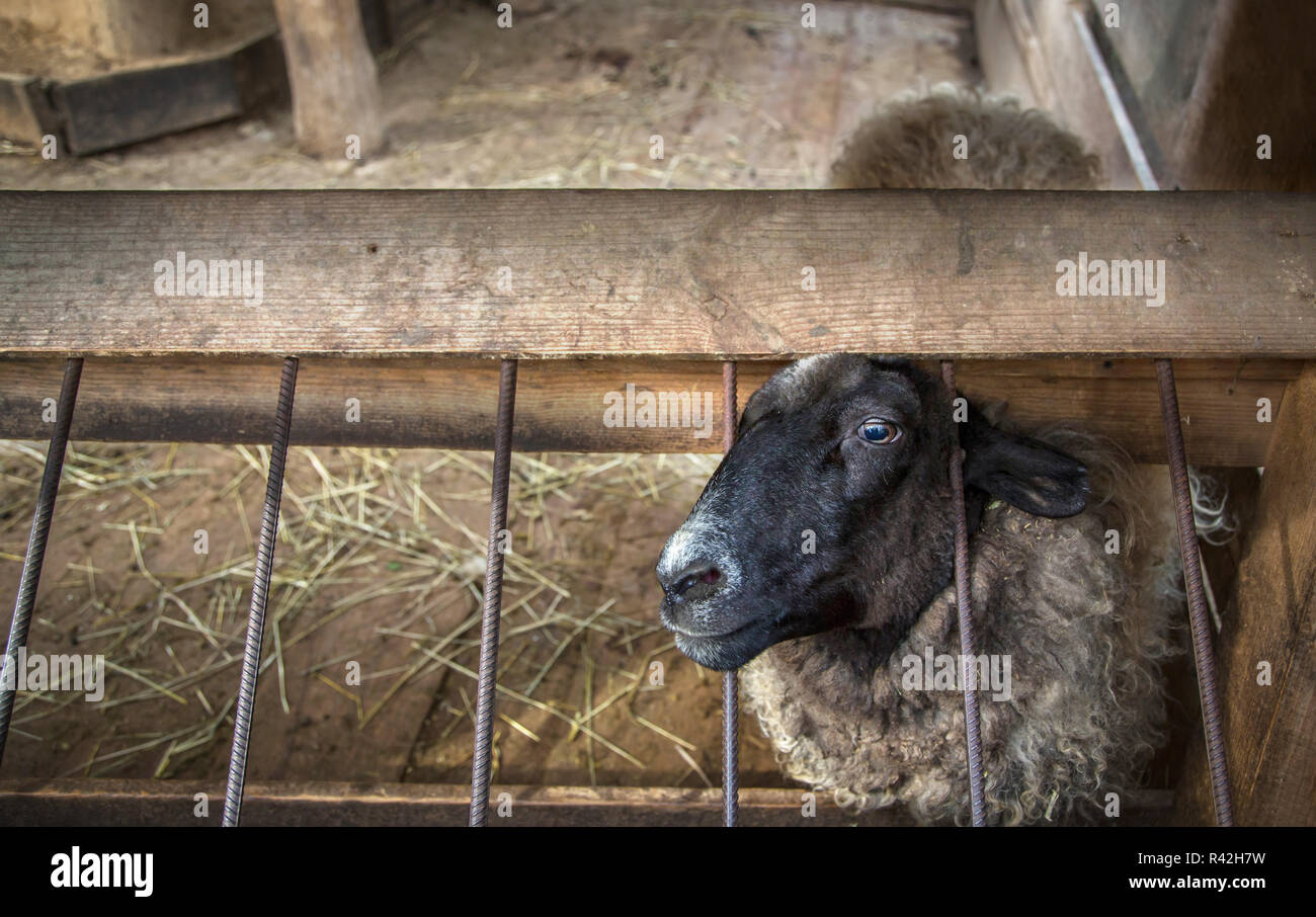 sheep into the fold Stock Photo - Alamy