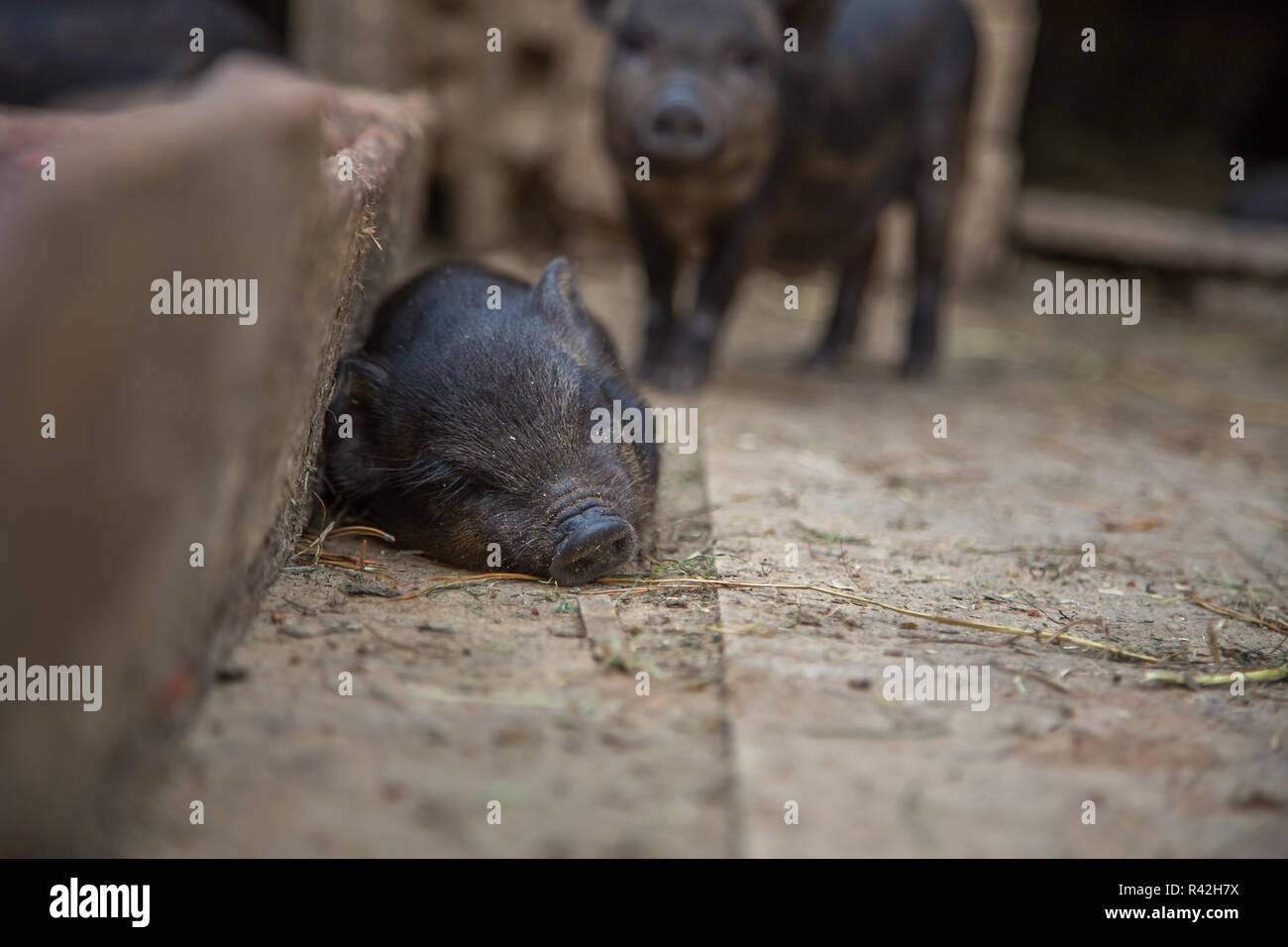 small pigs in the farm Stock Photo - Alamy