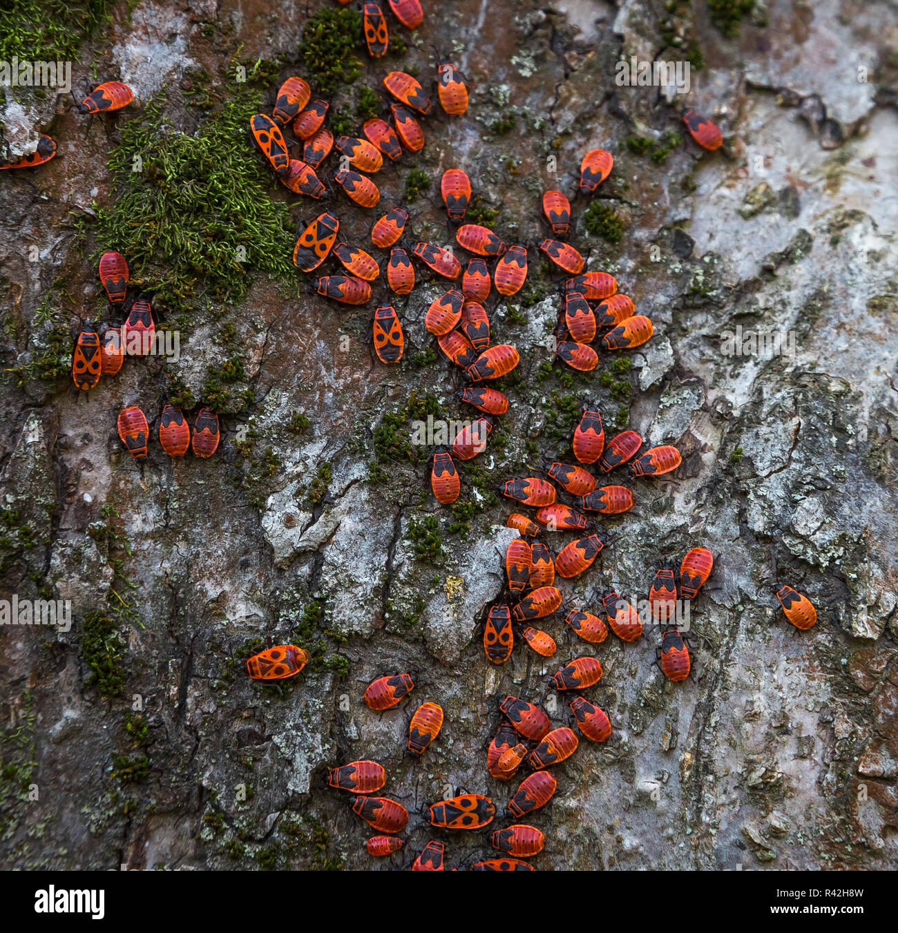 Box elder bugs hi-res stock photography and images - Alamy