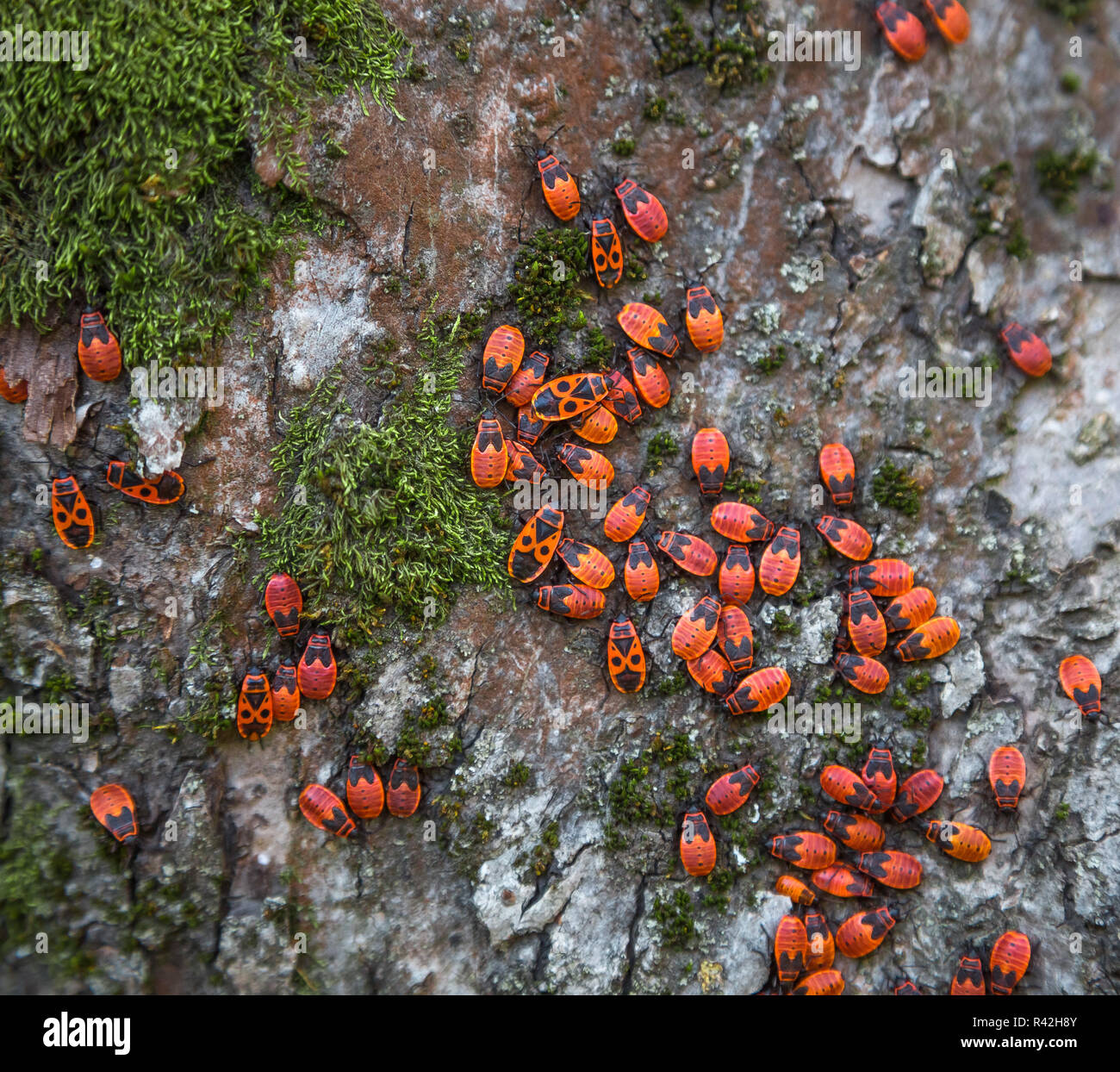 Family red bugs on the bark of a tree Stock Photo - Alamy