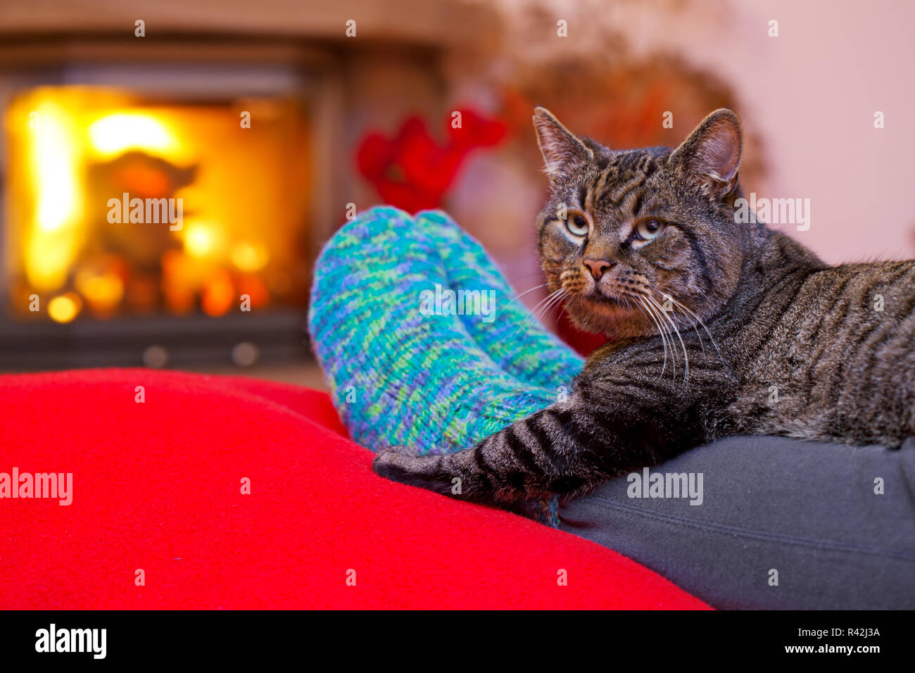 Animal locking eyes human hi-res stock photography and images - Alamy