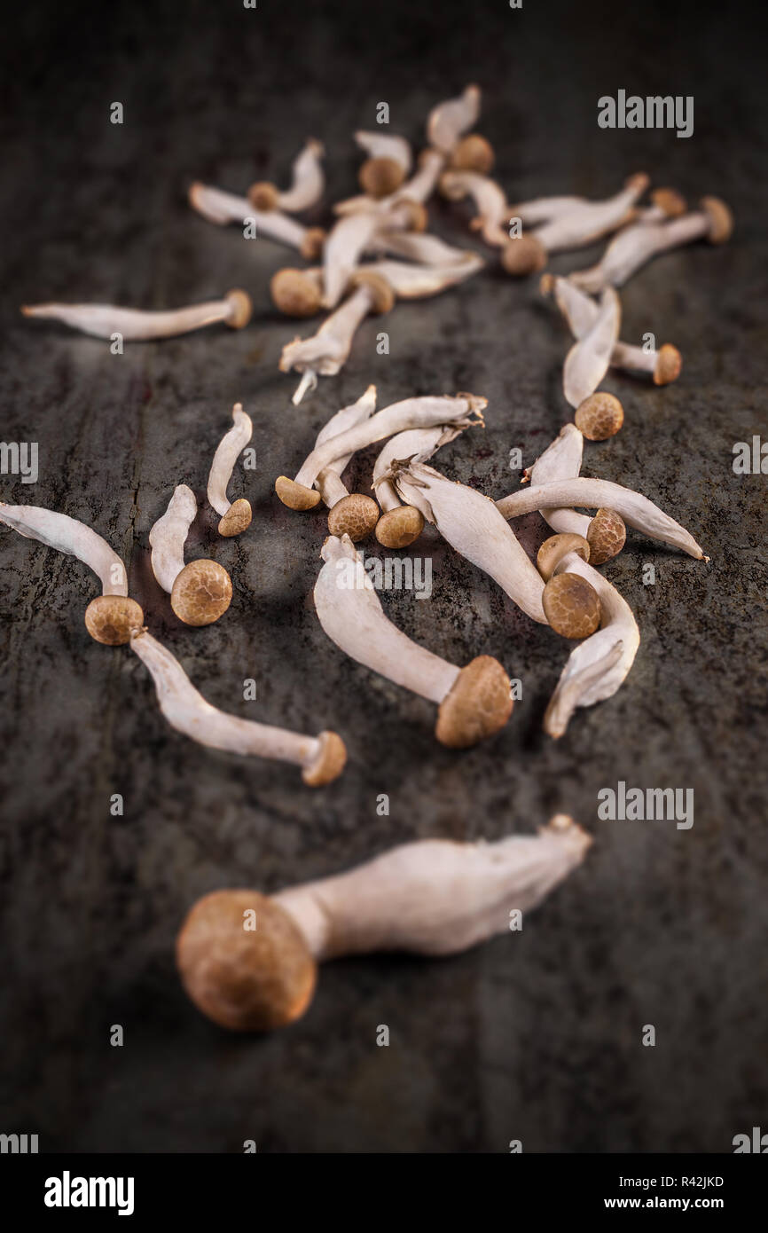 Bunashimeji hi-res stock photography and images - Alamy