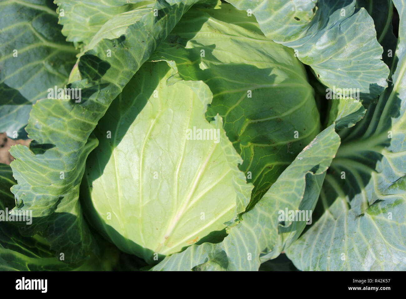 Big head of green cabbage Stock Photo - Alamy