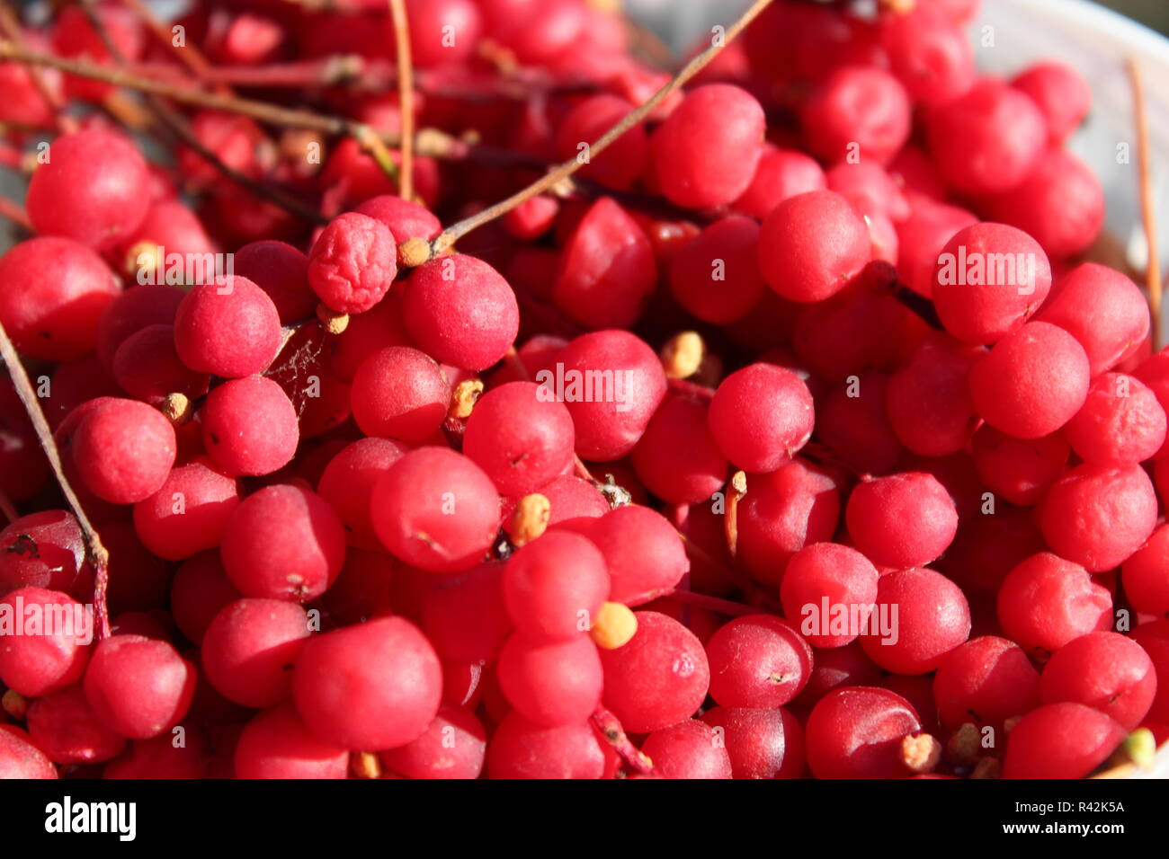 Schizandra hi-res stock photography and images - Alamy