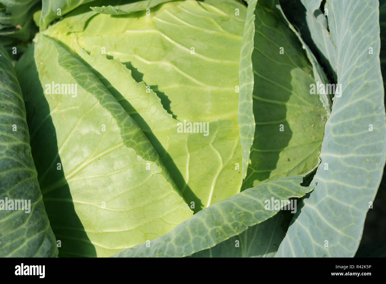 Big head of green cabbage Stock Photo - Alamy