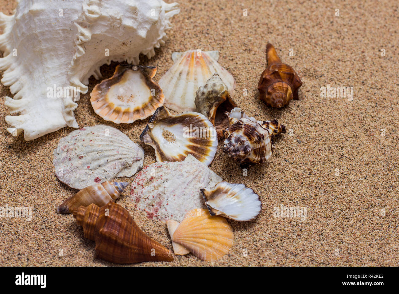 Sea Shell on the Sand Stock Photo - Alamy