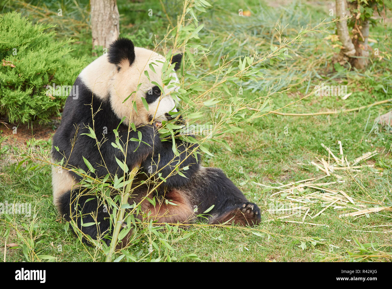 Giant panda at Beauval Stock Photo - Alamy