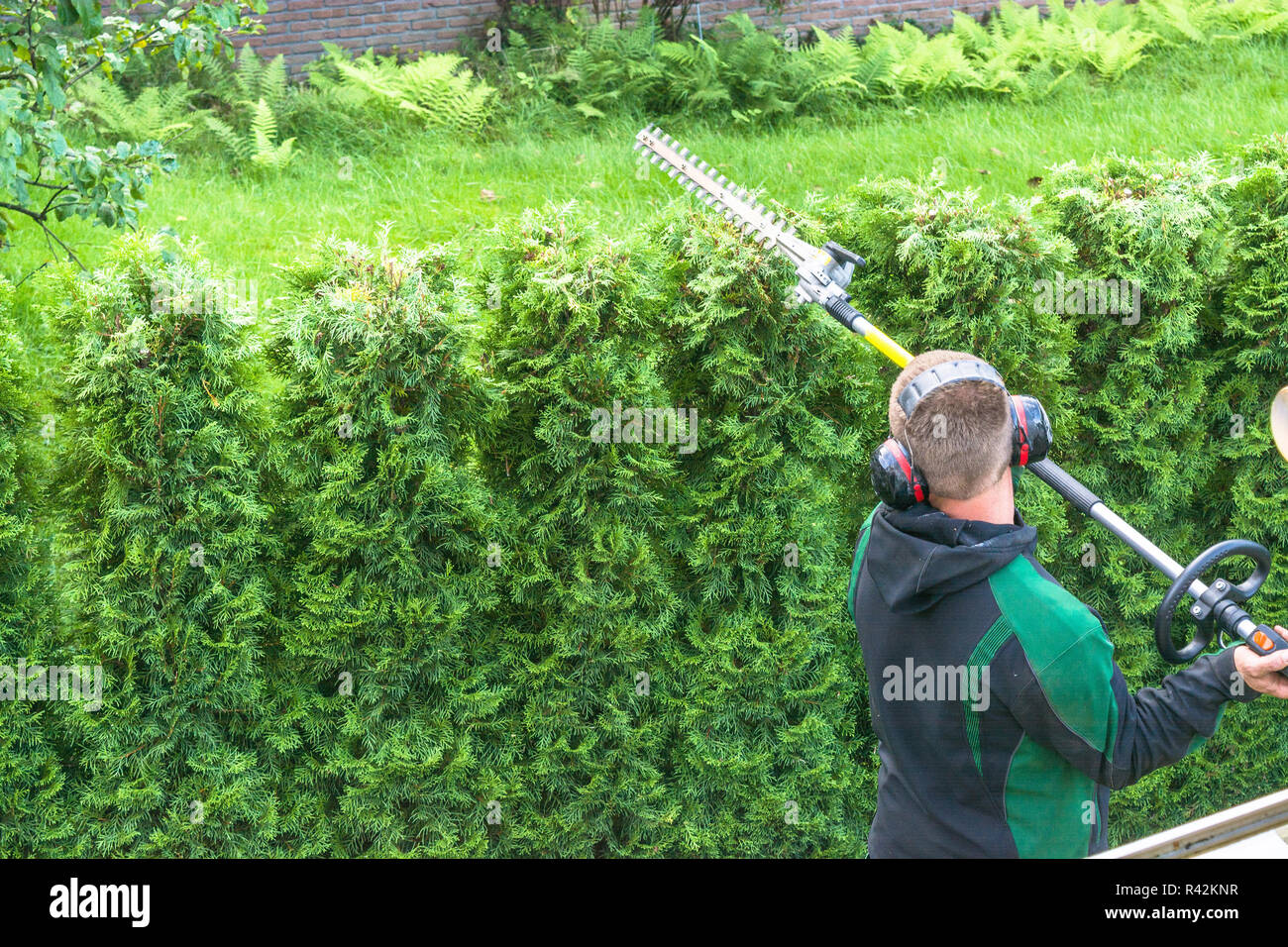cut professional hedges Stock Photo - Alamy