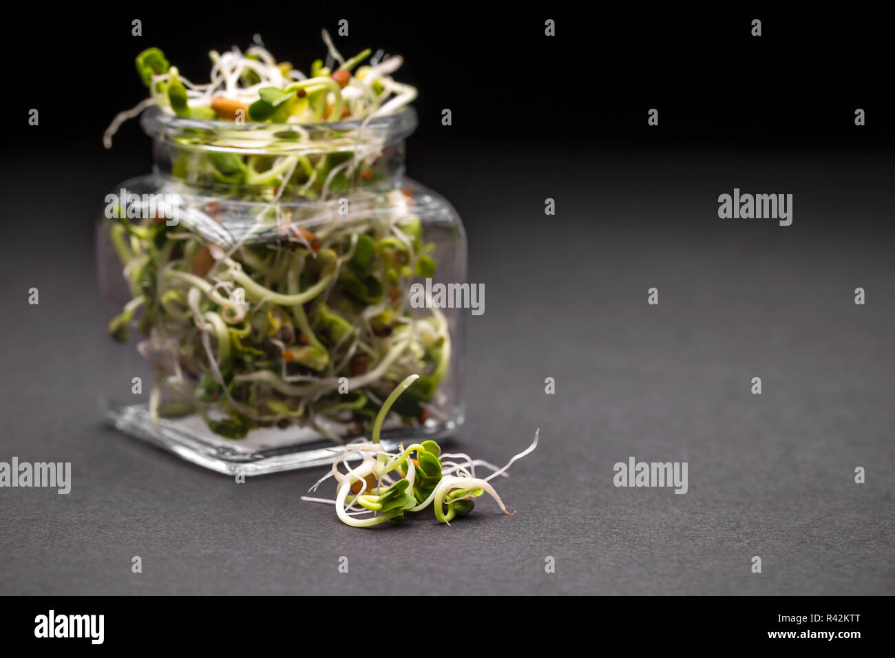 Mustard seed germination hi-res stock photography and images - Alamy
