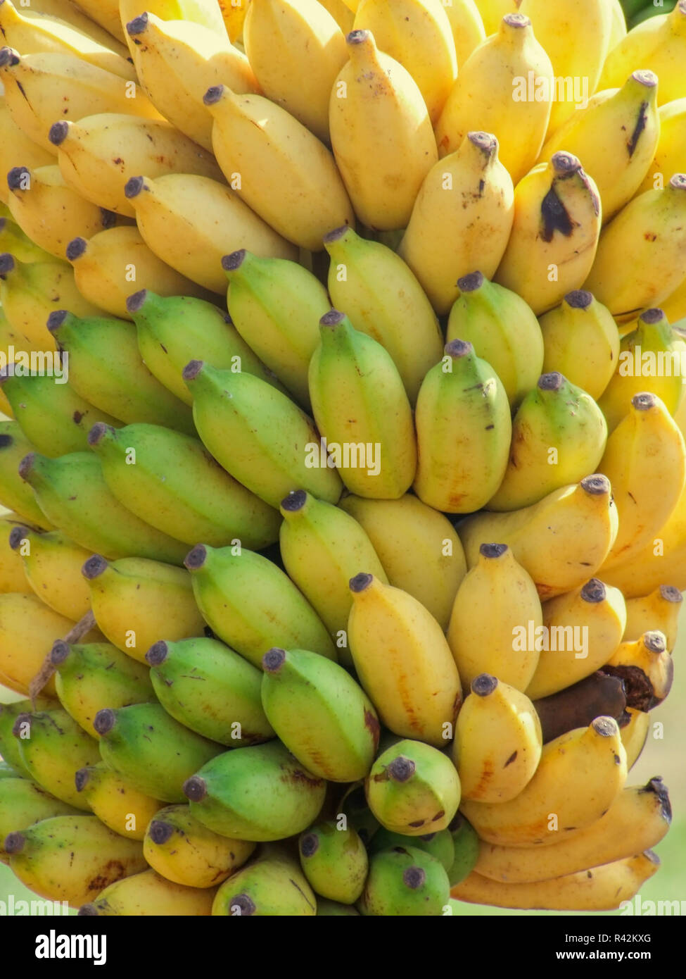 lots of bananas Stock Photo - Alamy