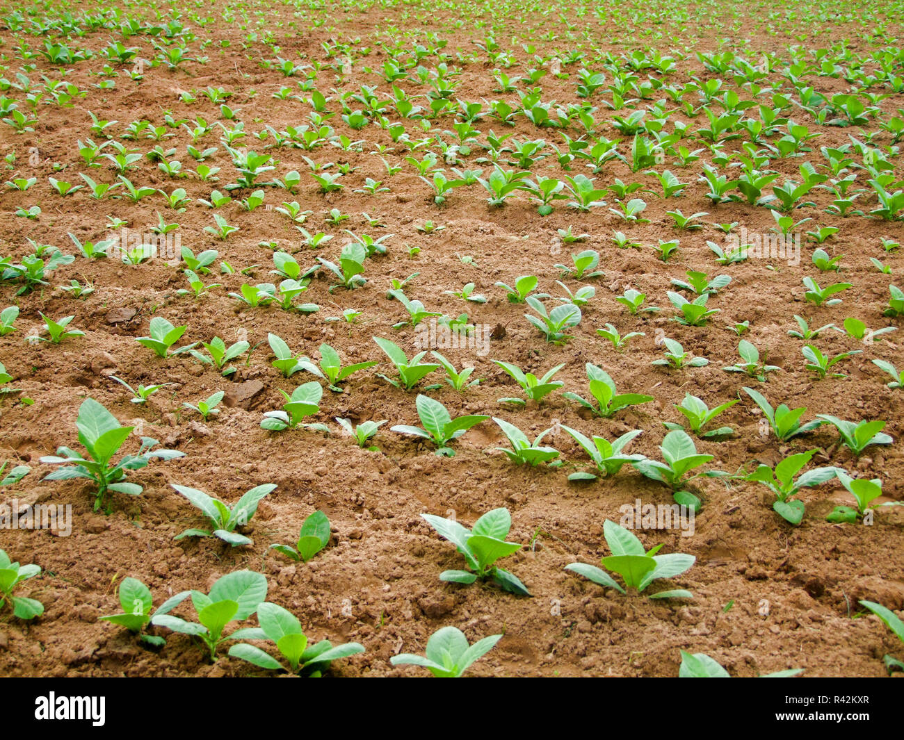 young tobacco plants Stock Photo - Alamy