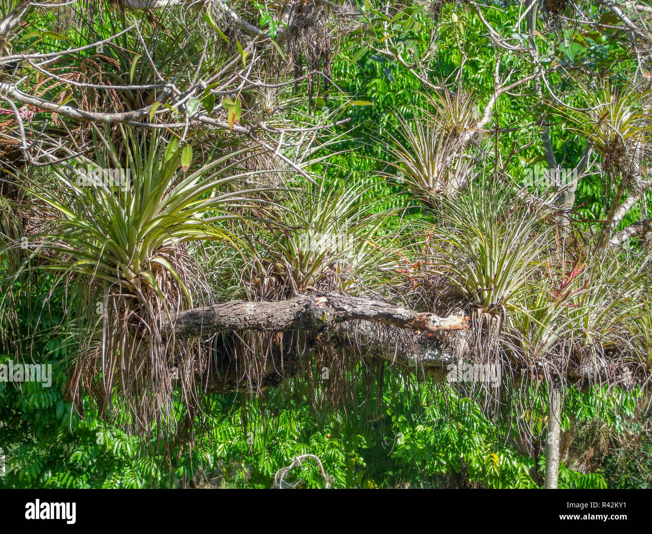 Tillandsia tree trunk hi-res stock photography and images - Alamy