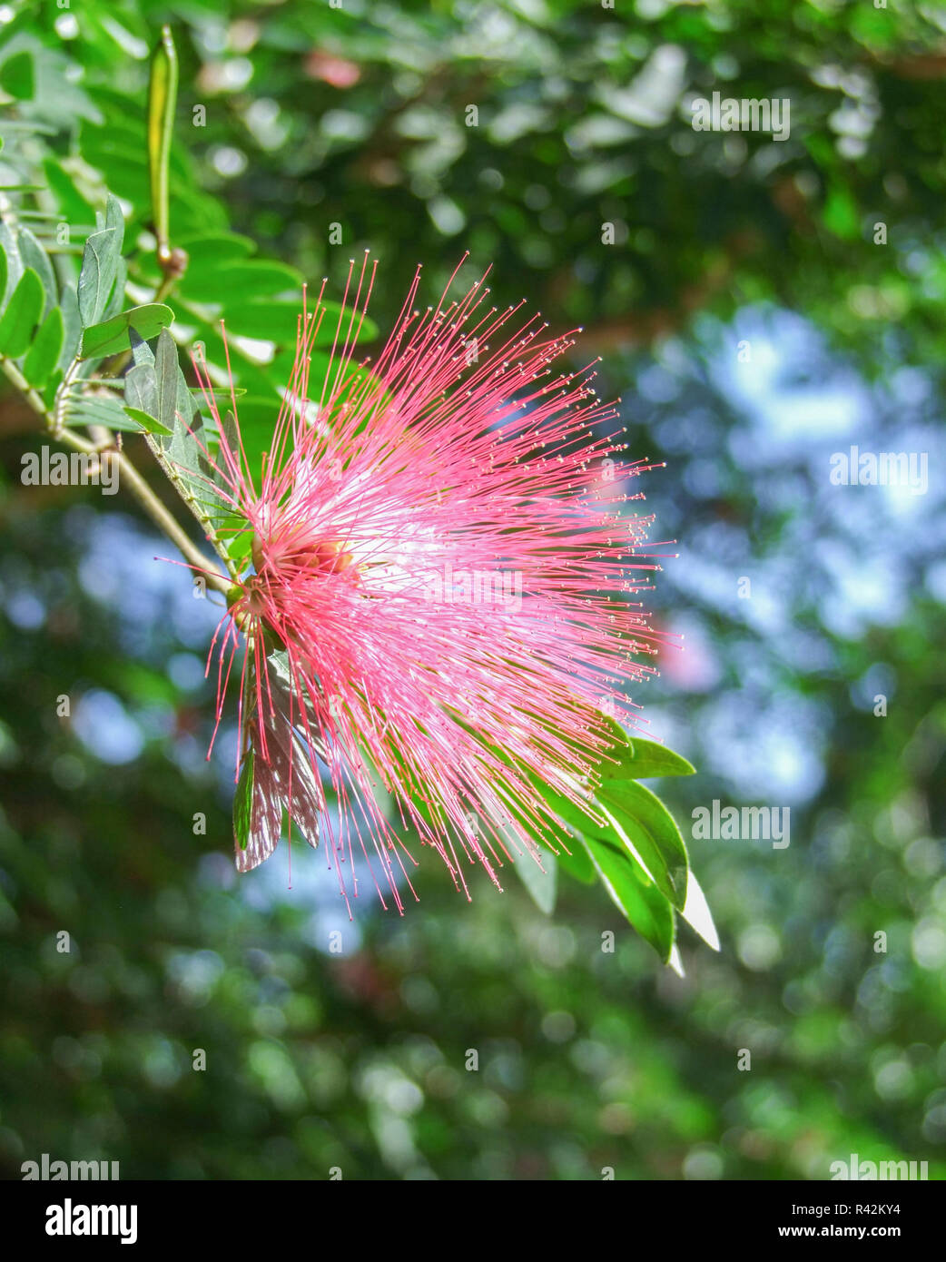 red feathered blossom Stock Photo - Alamy