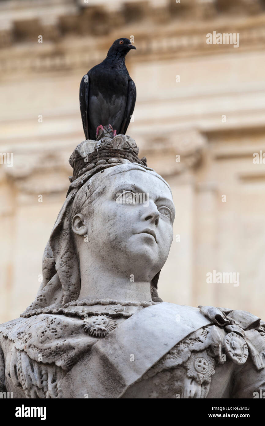 Queen pigeon hi-res stock photography and images - Alamy
